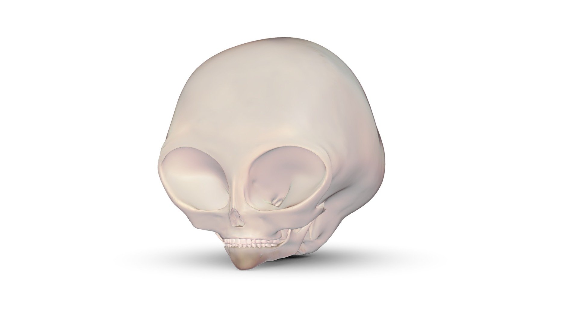 Grey Alien Skull - Buy Royalty Free 3D model by PARSONSARTS ...