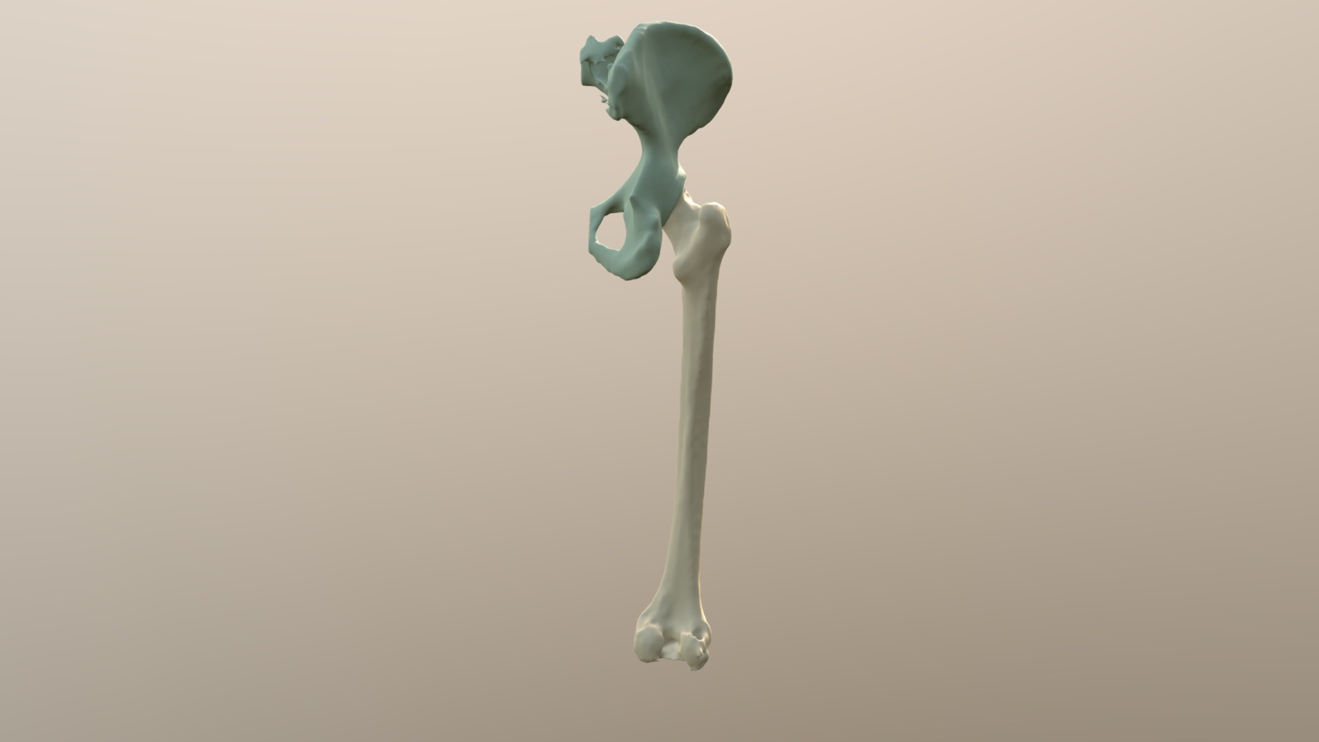 Femur and Pelvis - 3D model by parkyk [70351bf] - Sketchfab
