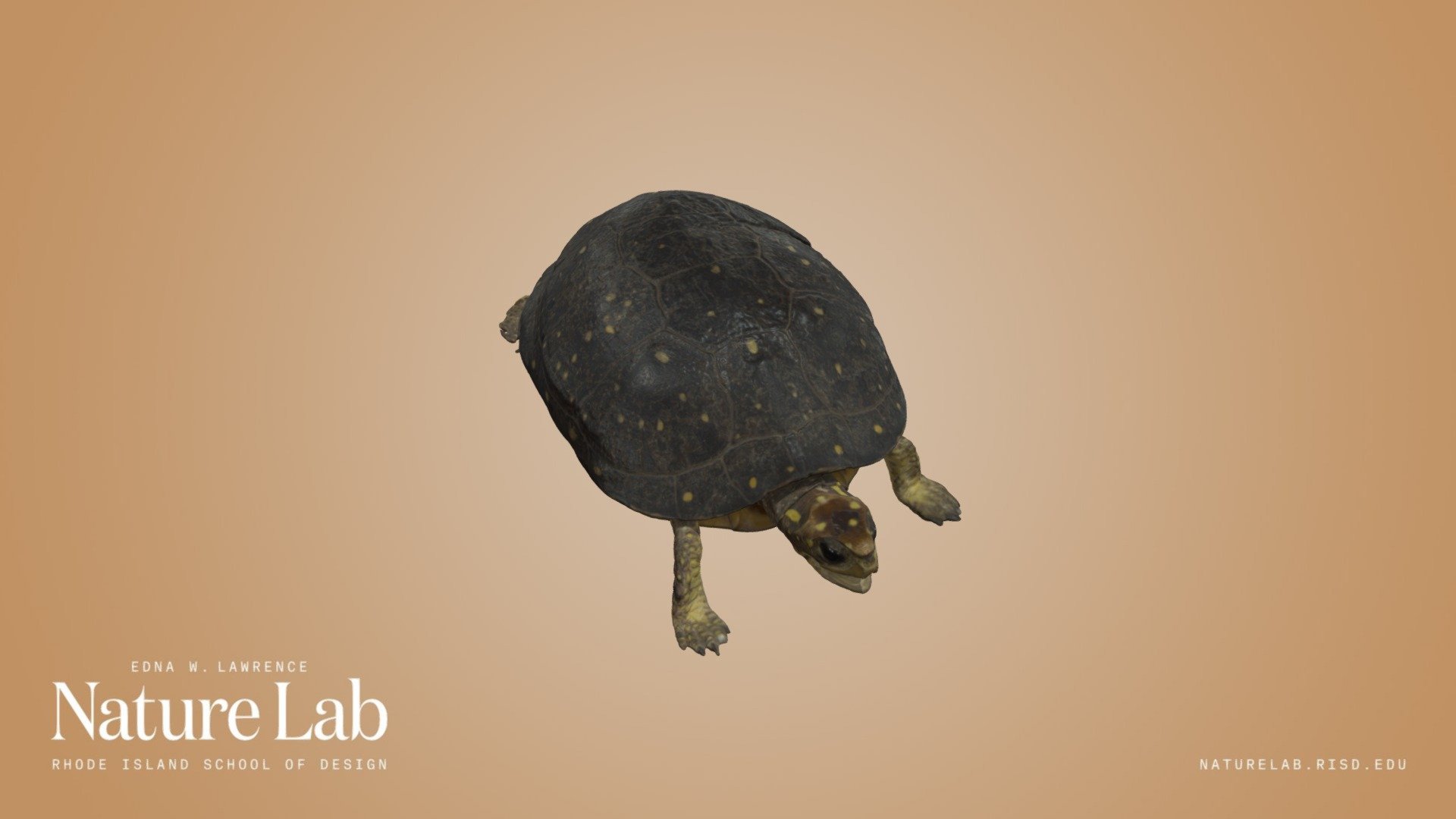 Spotted Turtle - Download Free 3D model by RISD Nature Lab ...