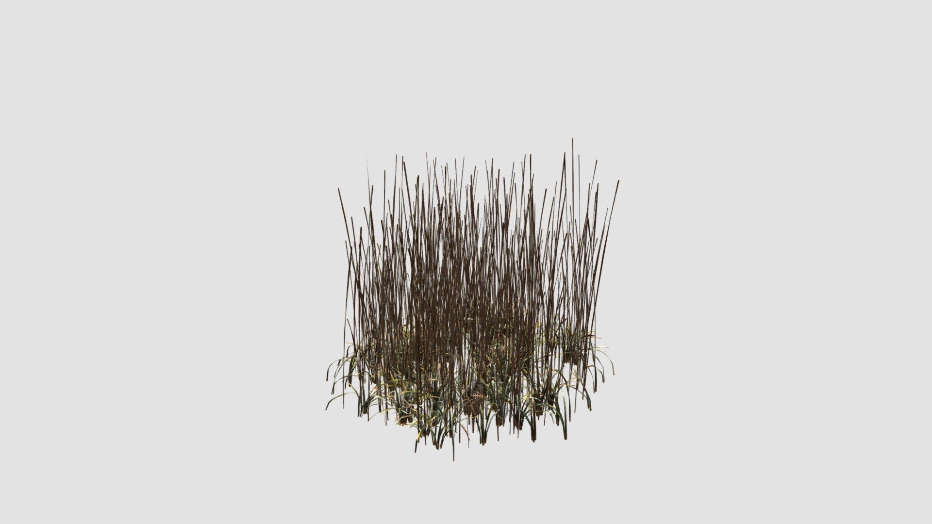 simple grass medium - Buy Royalty Free 3D model by Evermotion [70374a0 ...