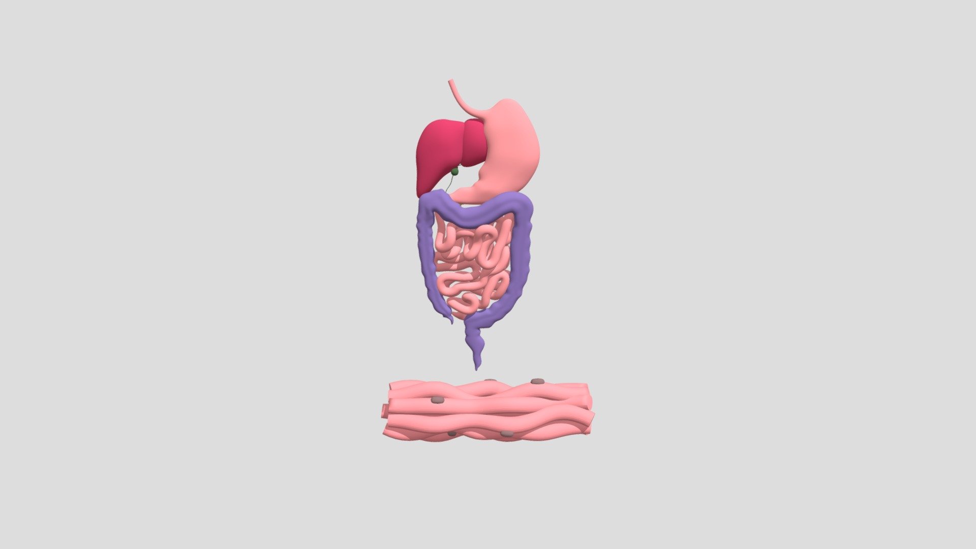 Digestive System - 3D model by helmi.mau [703c444] - Sketchfab
