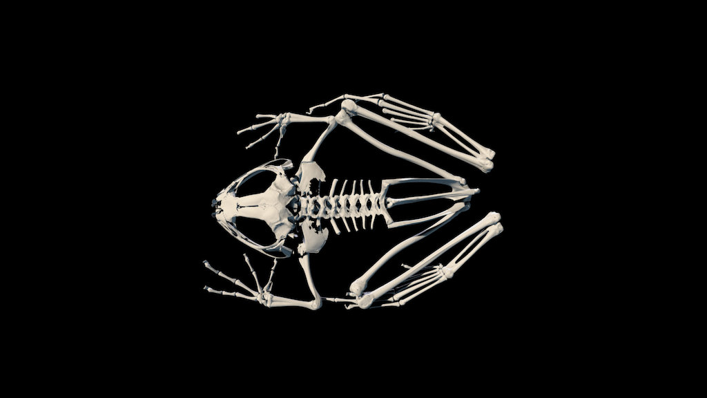 animals - amphibians - A 3D model collection by McTeeth - Sketchfab
