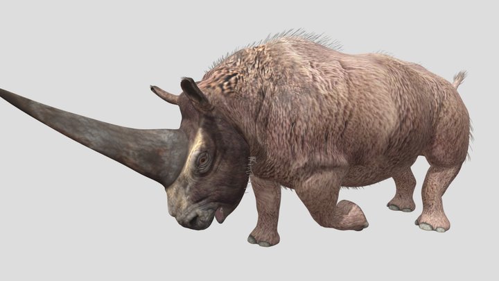 Elasmotherium 3D models - Sketchfab