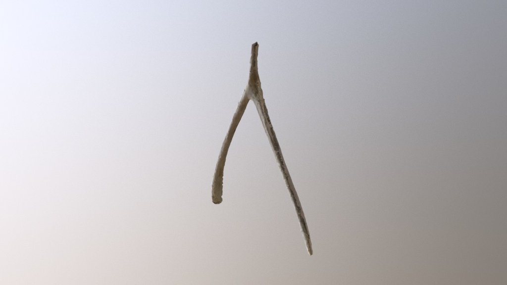 Turkey furcula (VCU_3D_971) - Download Free 3D model by Virtual ...
