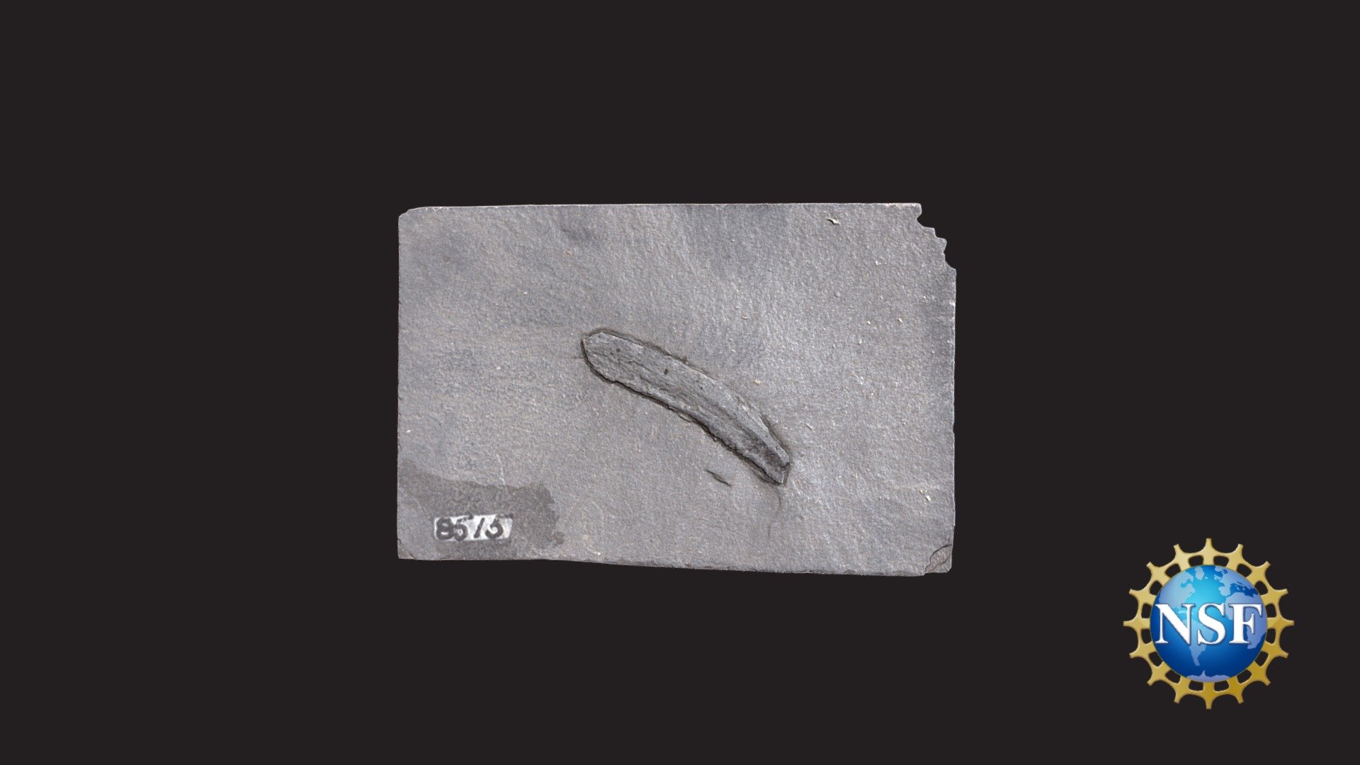 CMNH 8515 Micro Arthrodire Right Infragnathal - 3D model by Cleveland ...