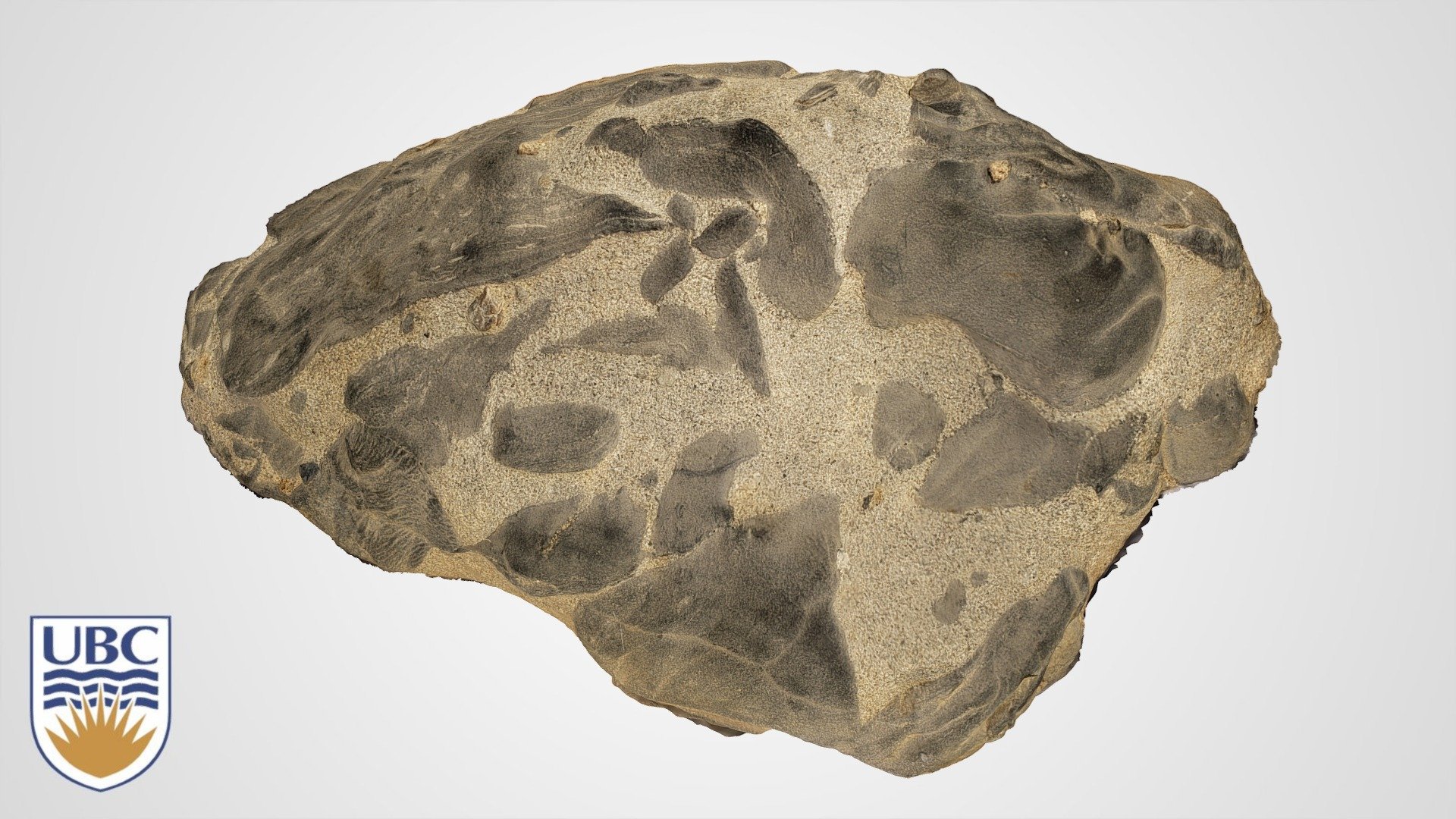 North Pemberton (092J036) representative rock - 3D model by Nichole ...