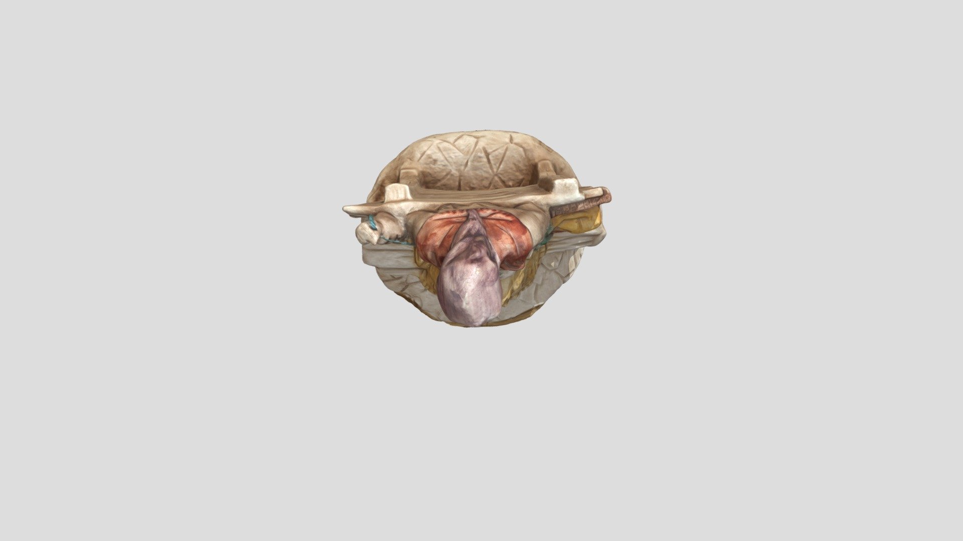 Capodimonte - 3D model by Elena_28 [705ec54] - Sketchfab