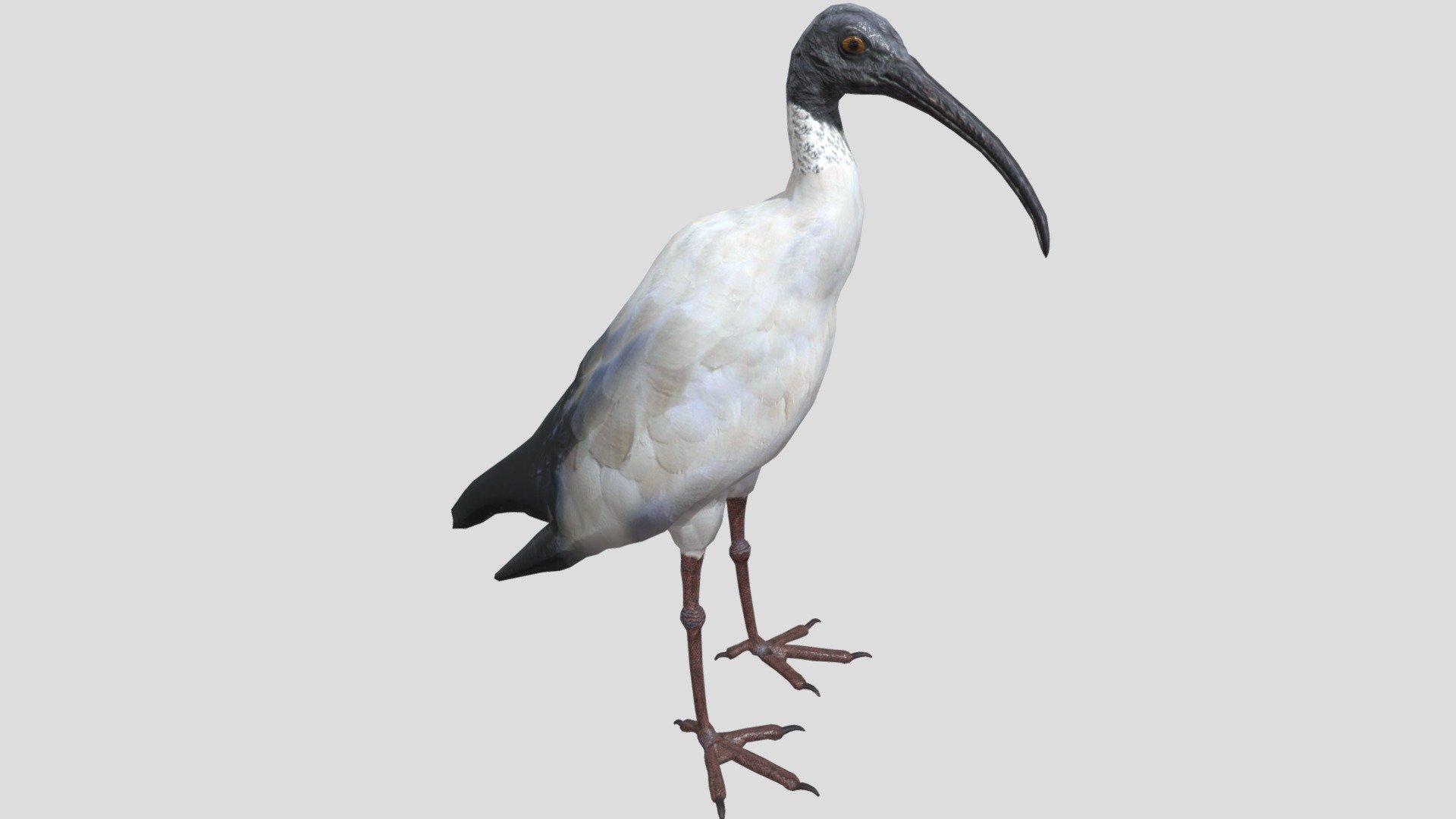 Australian Ibis - Buy Royalty Free 3D model by rmilushev [705ee6e ...