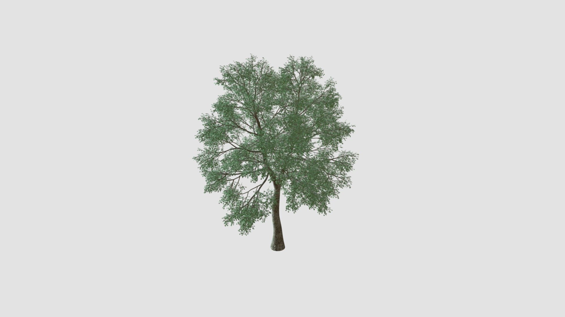 tree - Buy Royalty Free 3D model by Evermotion [70648c0] - Sketchfab Store