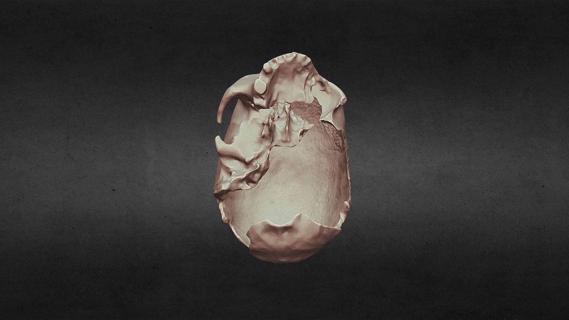 Incomplete human male cranium - Download Free 3D model by Osteosachroma ...