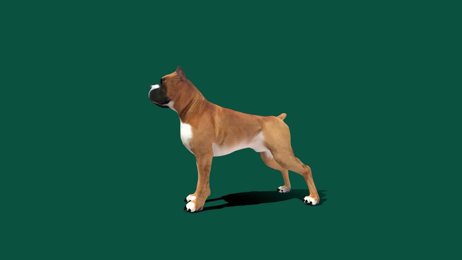 Boxer Dog - Buy Royalty Free 3D model by Nyilonelycompany [706cfc2 ...