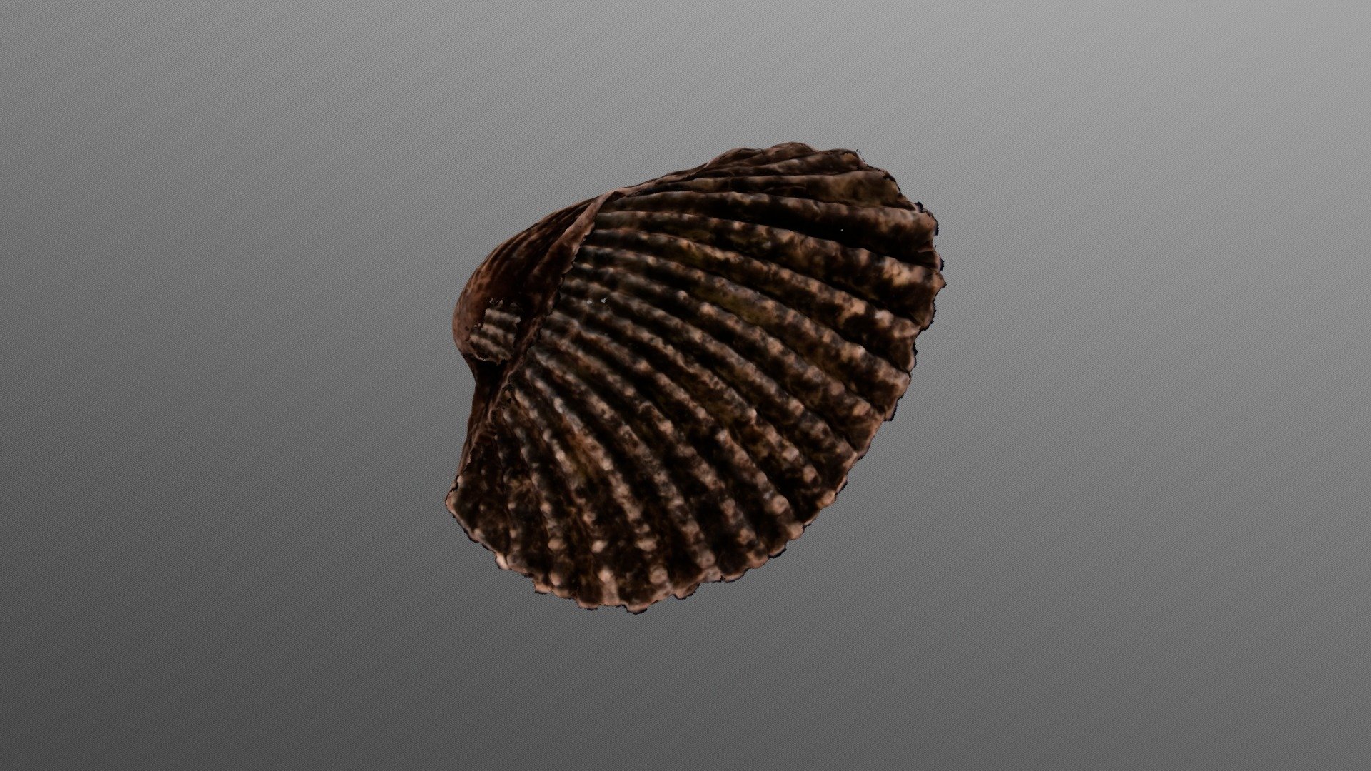 example granosa mode - 3D model by jasontest [7073877] - Sketchfab