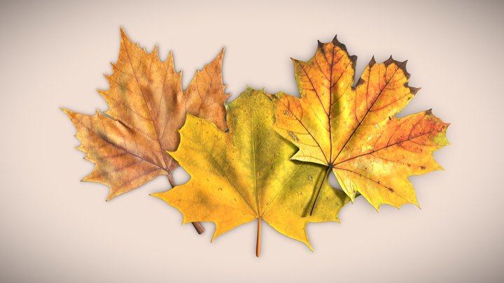 Leaves 3D models - Sketchfab