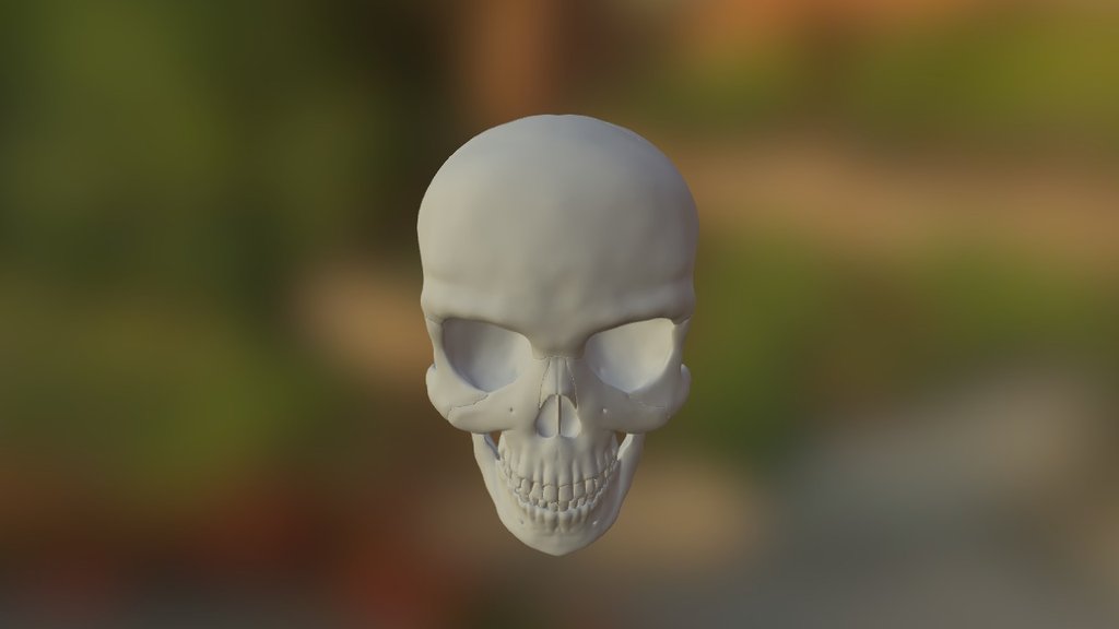 Skull - Download Free 3D model by tanawut_t [707ad0f] - Sketchfab