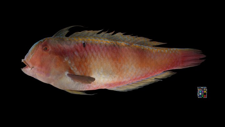 Tensu 3D models - Sketchfab