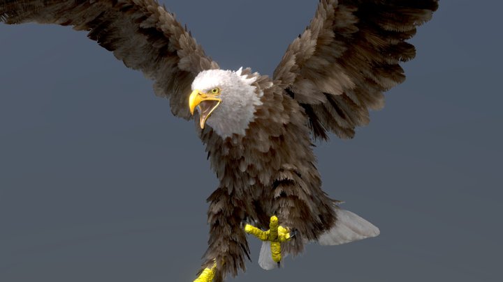 Eagles 3D models - Sketchfab