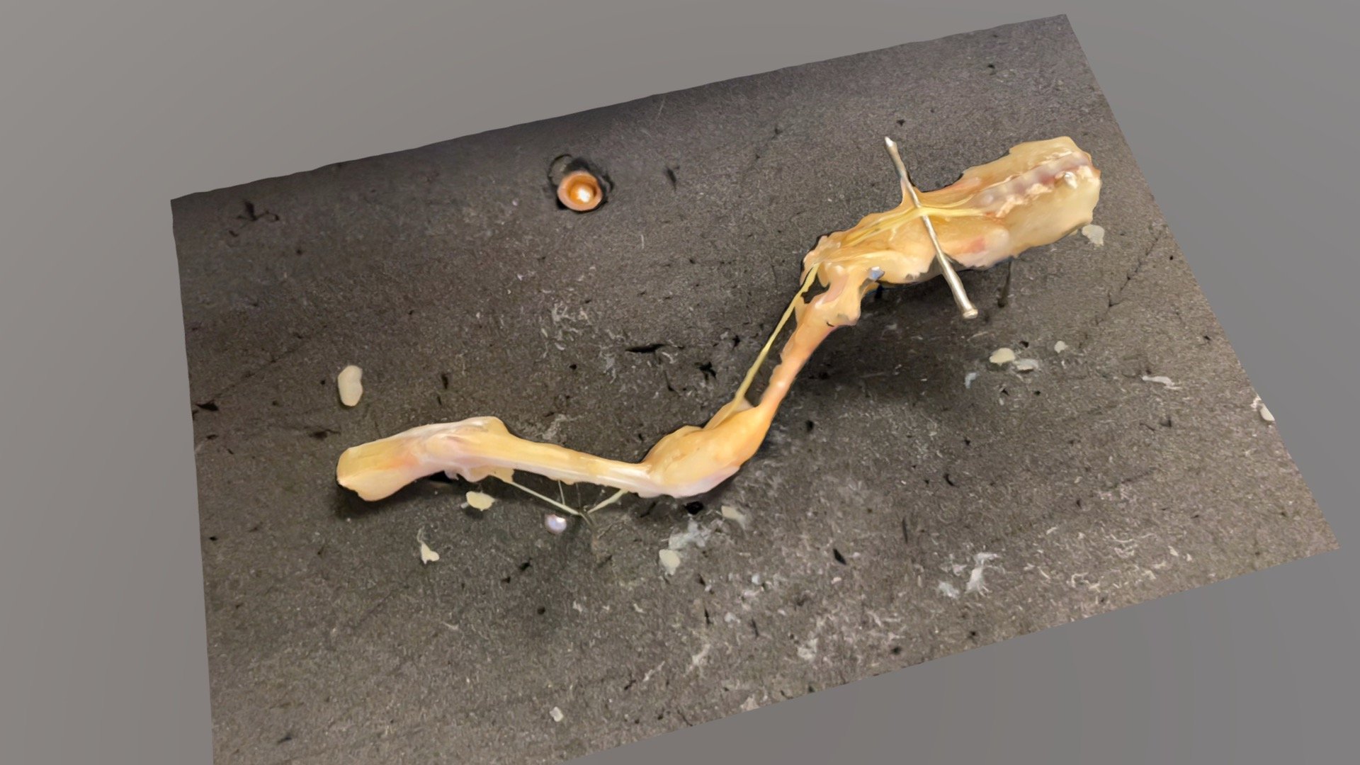 Dissection cuisse de grenouille - Download Free 3D model by Tavernier ...