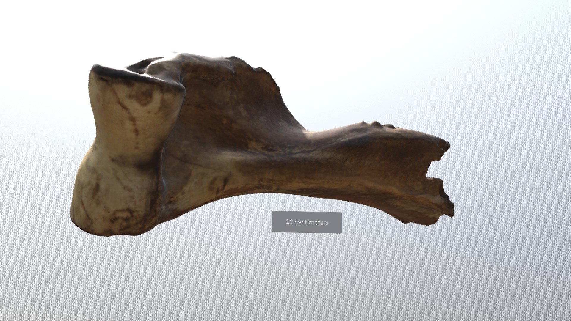 Mastodon Humerus Right (VCU_3D_3625) - 3D model by Virtual Curation Lab ...