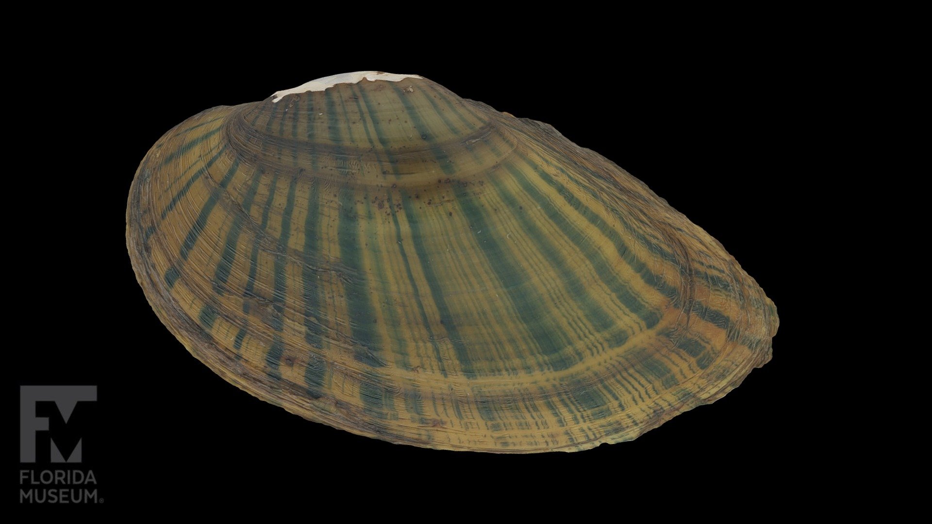 Shinyrayed Pocketbook - Freshwater Mussel - 3D model by FloridaMuseum ...