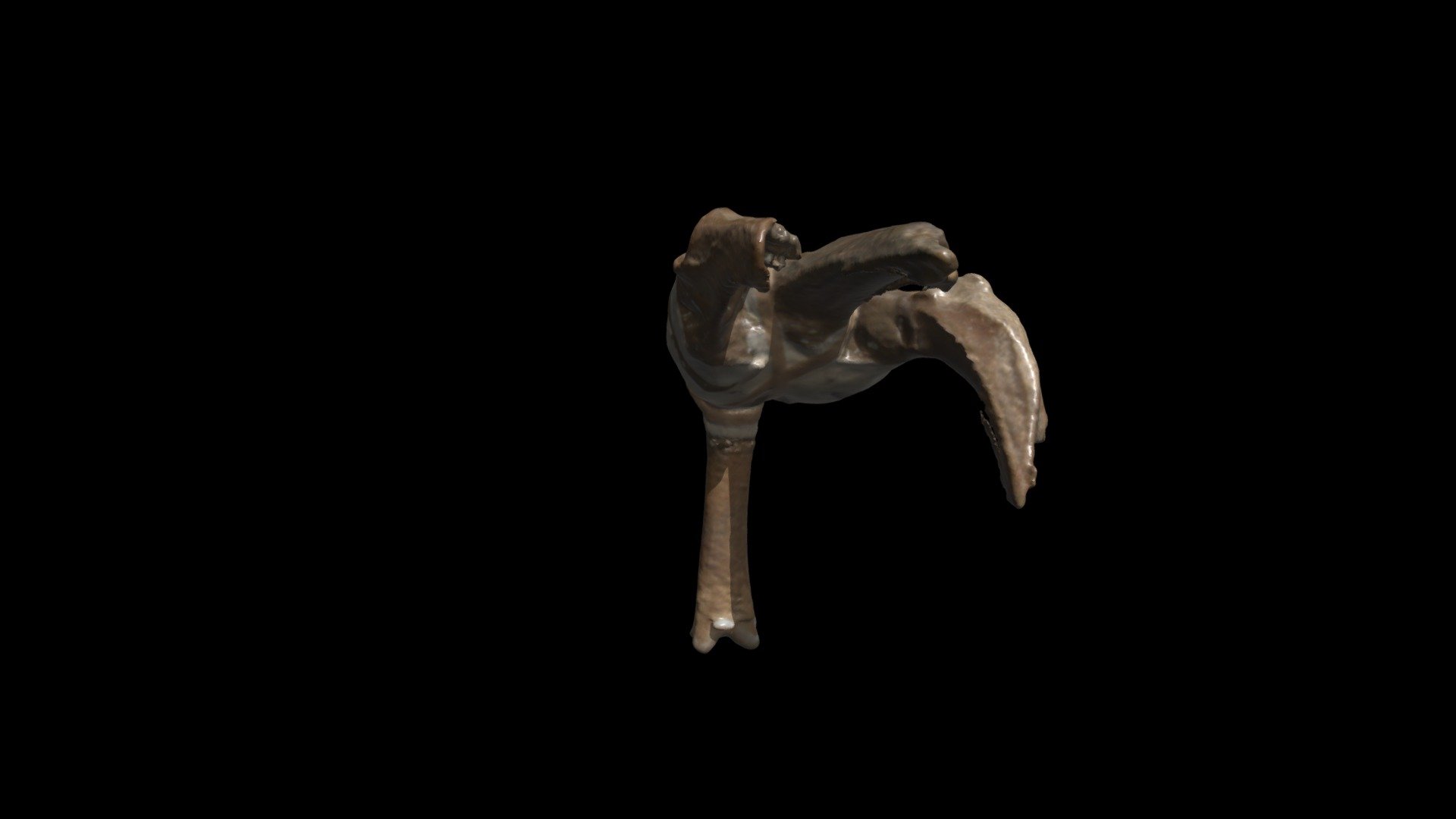 ca-claw - Download Free 3D model by palmlaz [7089896] - Sketchfab