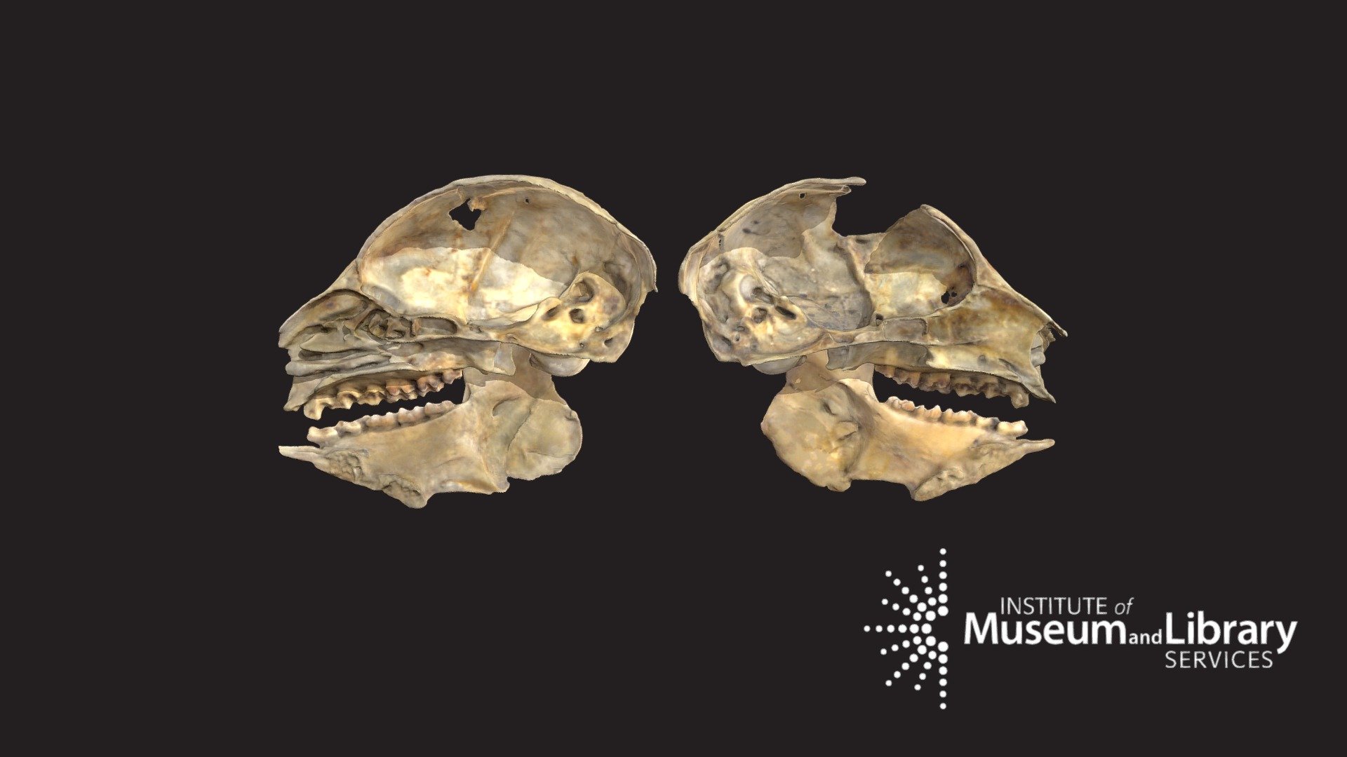 HTB 0201, Eastern Woolly Lemur Skull, Bisected - 3D model by Cleveland ...