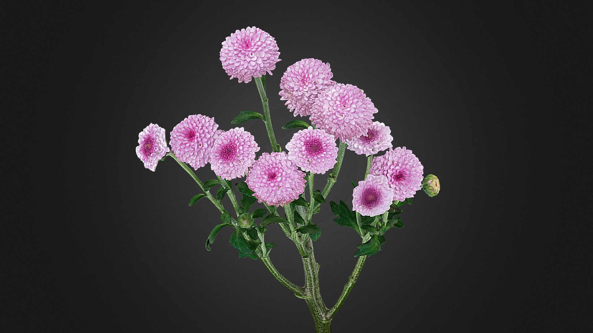 Button Chrysanthemum Floral Scan - 3D model by David Antalek (@David ...
