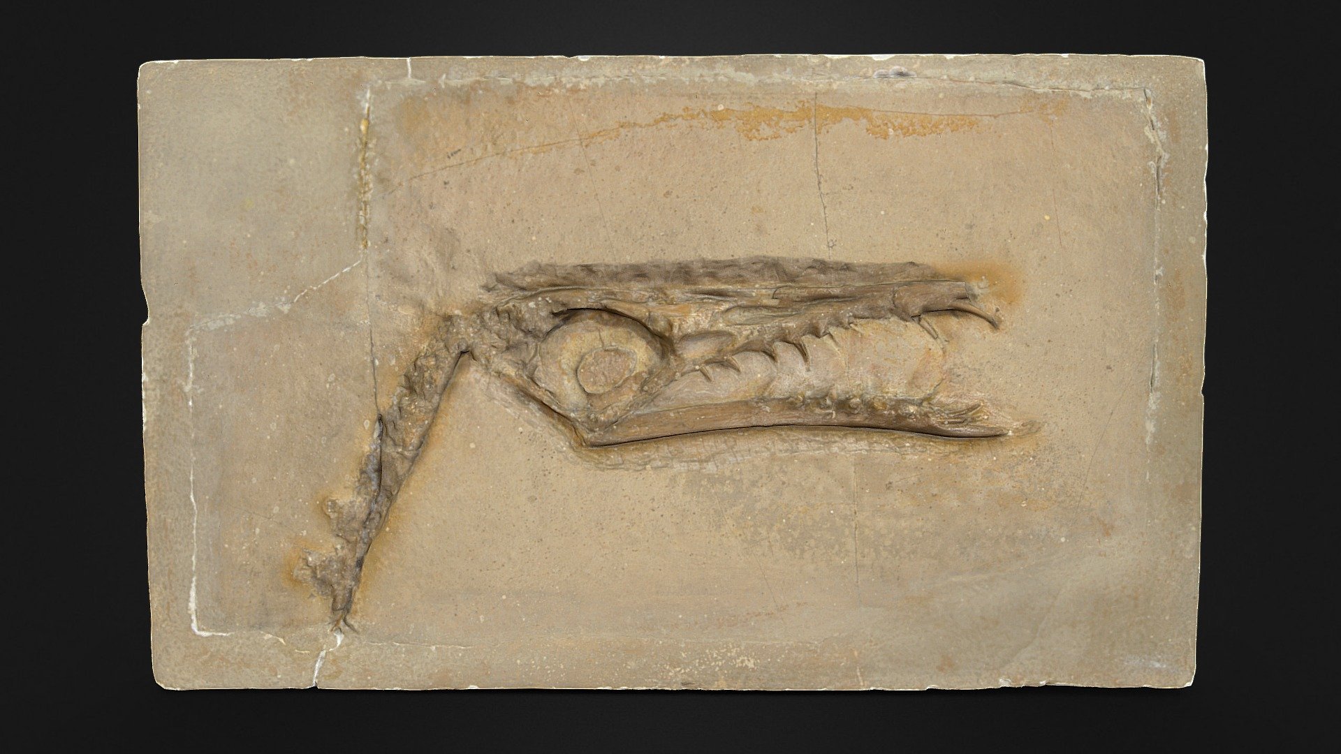 1867_II_2 Rhamphorhynchus muensteri - 3D model by SNSB-BSPG Pterosaur ...
