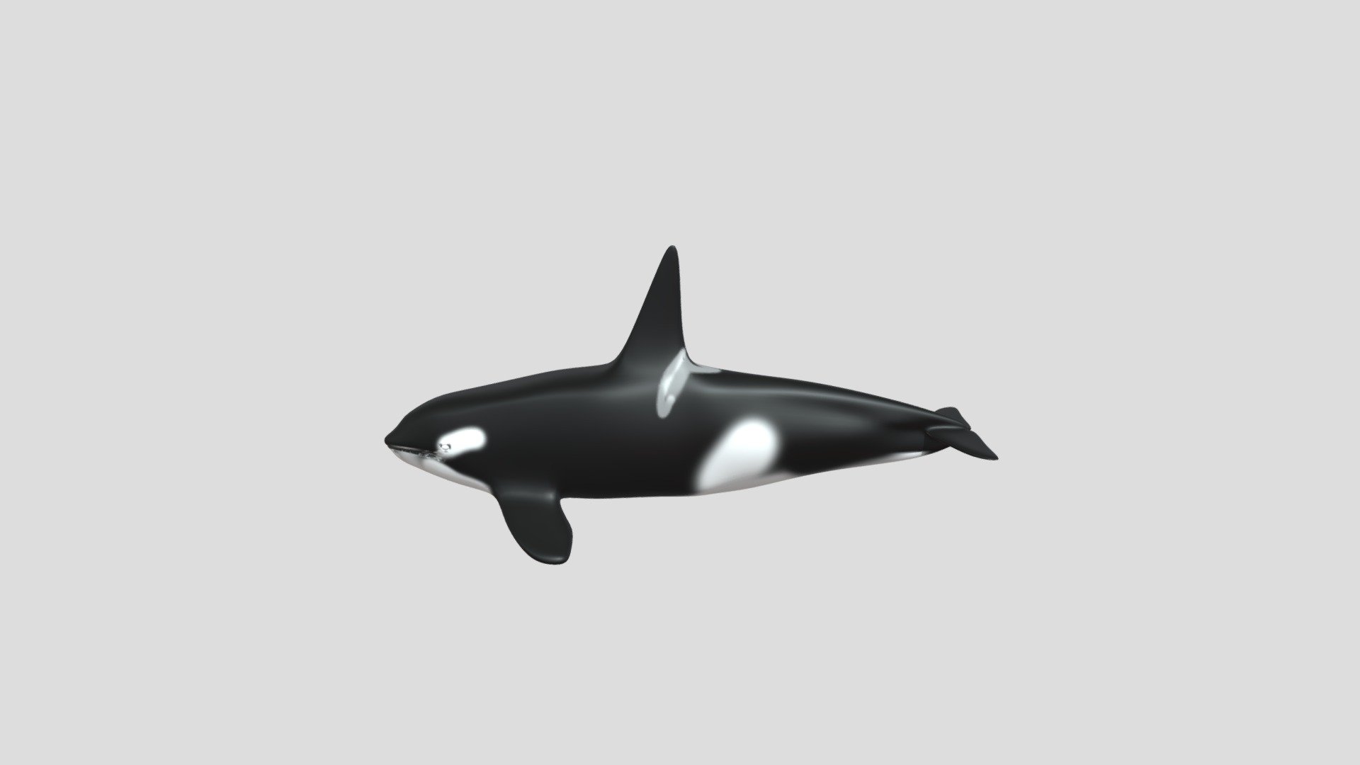Orca - Download Free 3D model by Museu 3D (@interantarprojetos ...
