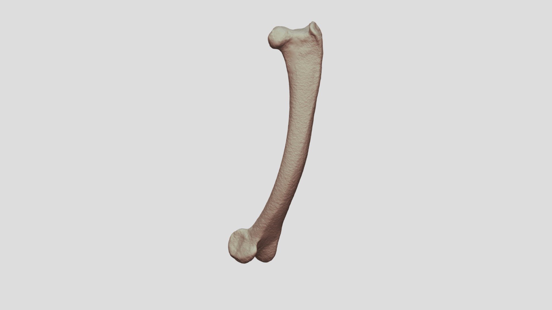 Femur - 3D model by Binghamton Anthropology (@BinghamtonAnthropology ...