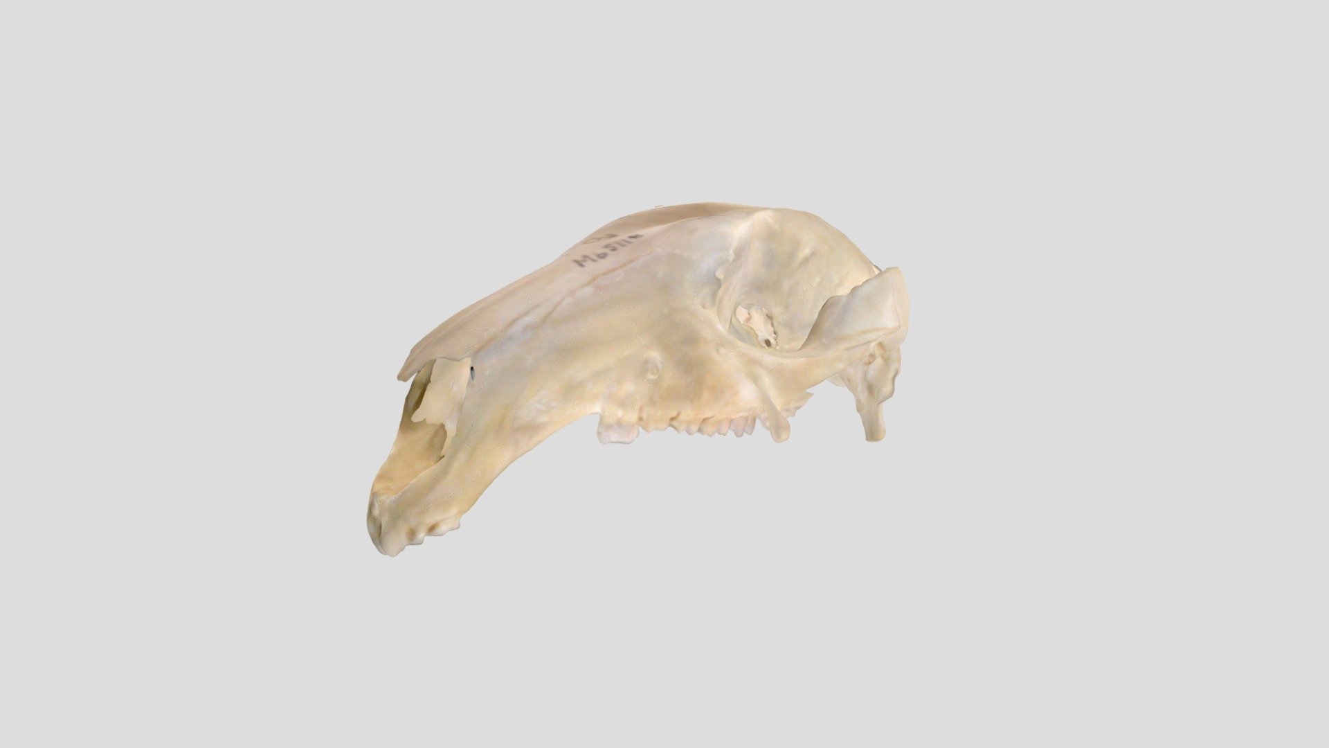 WAM M6518 - Agile Wallaby (Skull) - 3D model by Western Australian ...