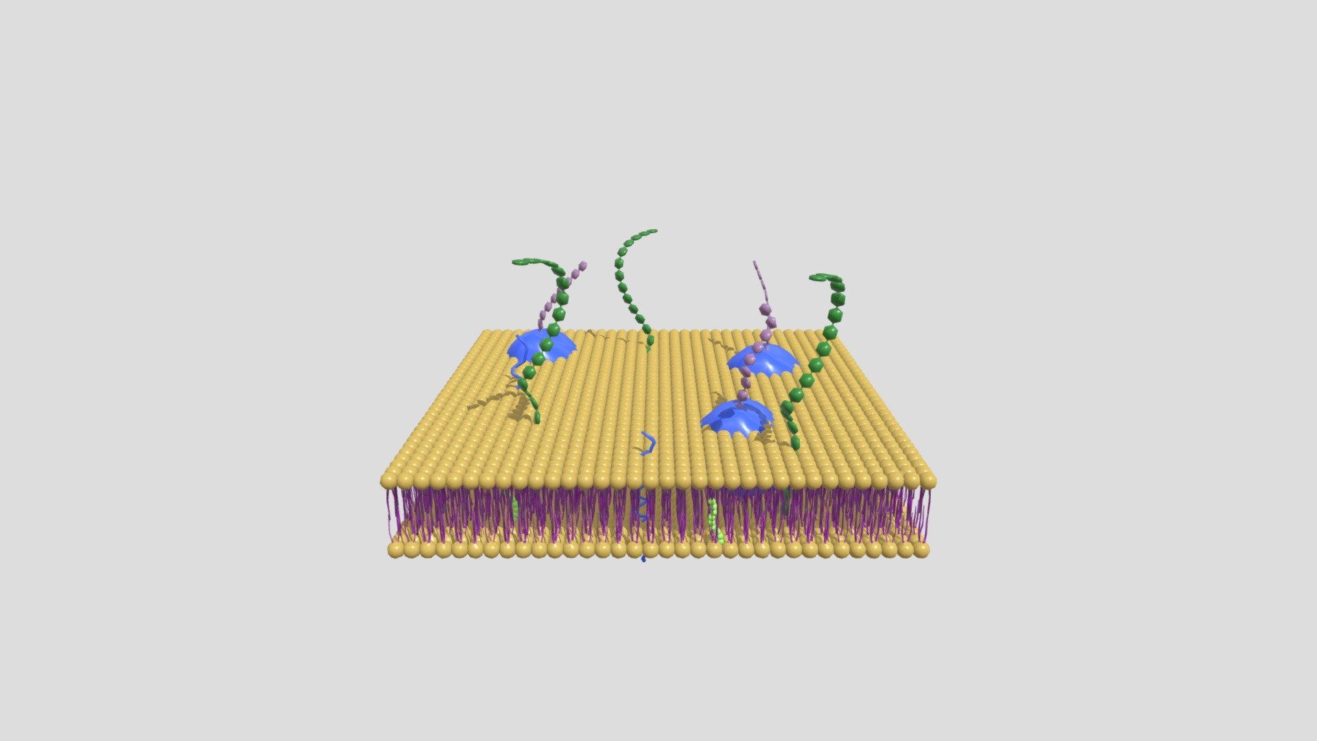 Membrane_ Receptors - Download Free 3D model by yutong [70ab2c2 ...