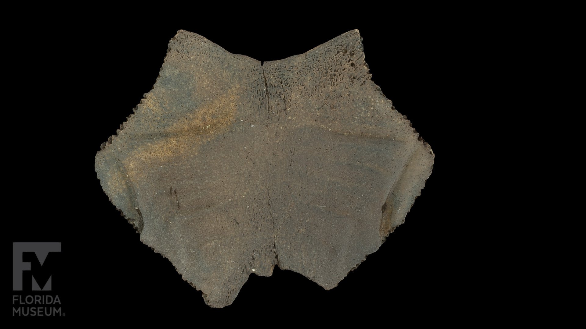 Fossil diamondback terrapin - 3D model by FloridaMuseum [70b2de6 ...
