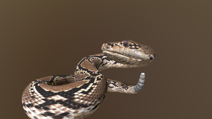 Snake 3D models - Sketchfab