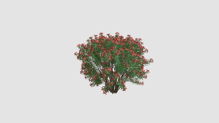 Oleander 3D models - Sketchfab