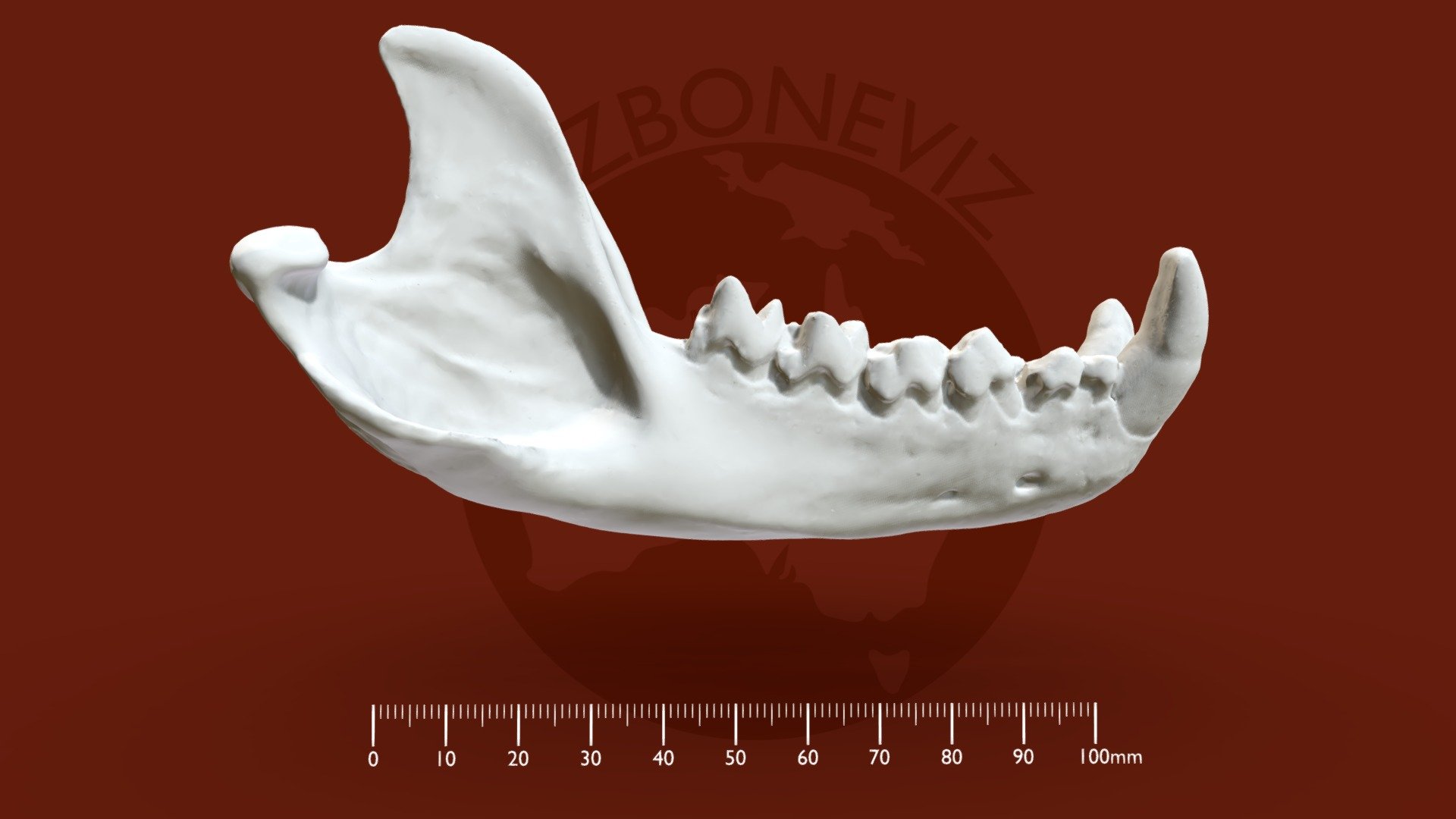 Tasmanian devil mandible - 3D model by Ozboneviz [70b58e9] - Sketchfab