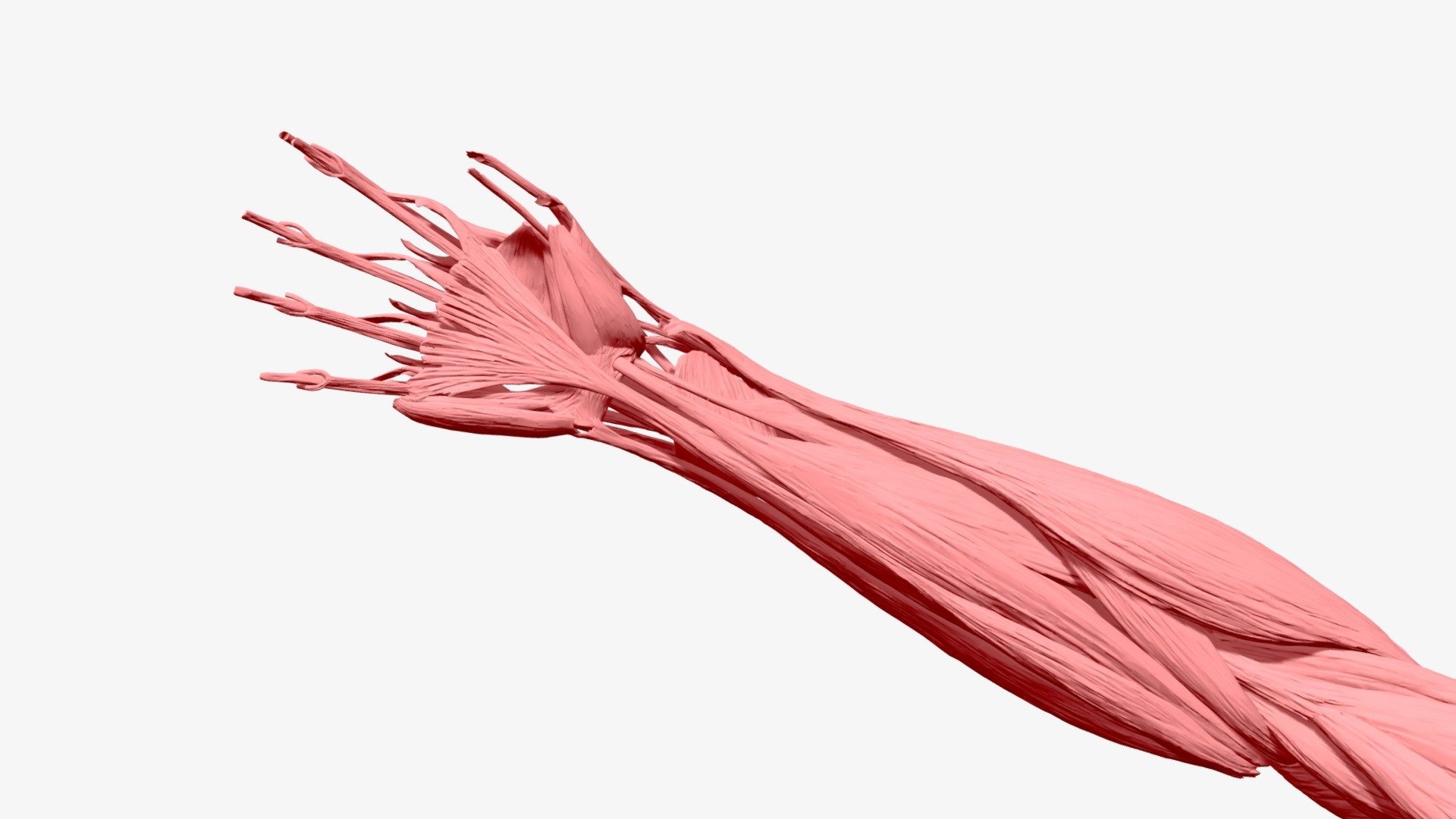 Arm - 3D model by Acute Line (@olegefimovauckland) [70b593d] - Sketchfab