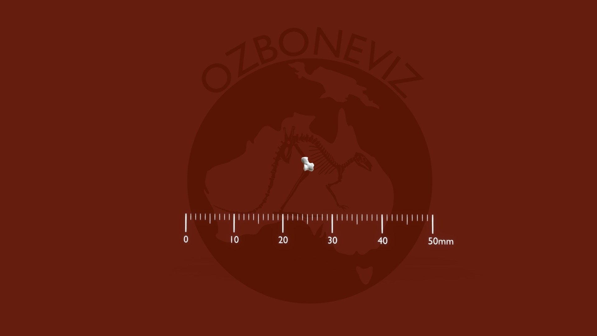 Spinifex hopping mouse astragalus - 3D model by Ozboneviz [70b6780 ...