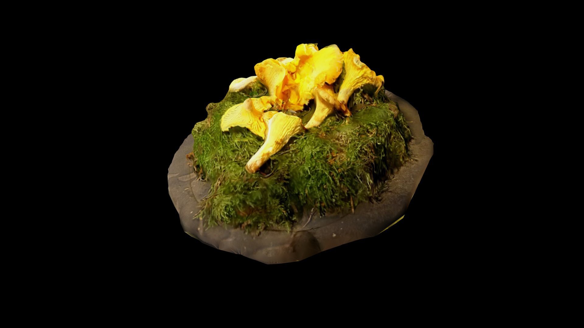 Fungus01 - 3D model by evolutionize [70ba388] - Sketchfab
