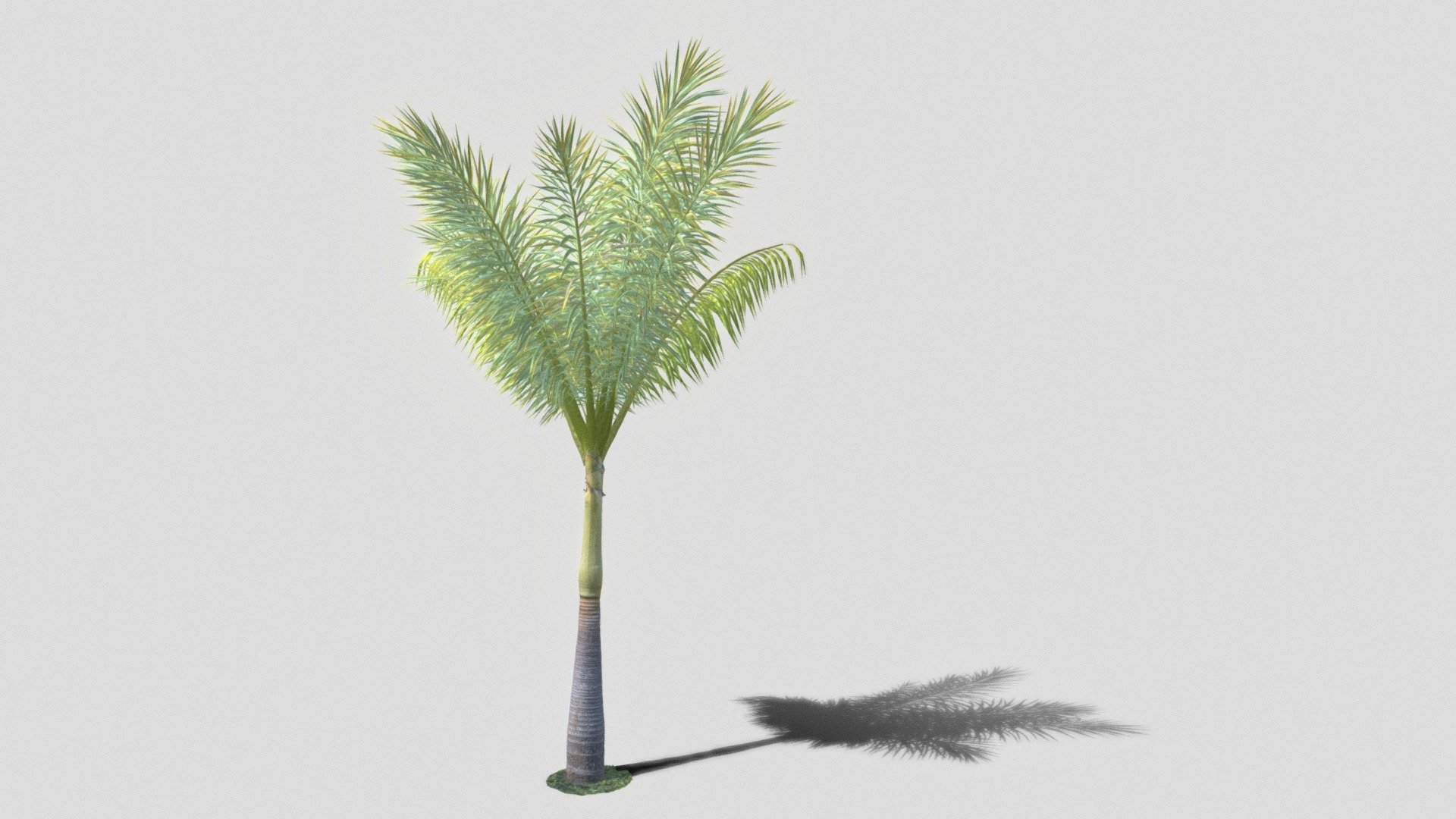 GTV queen palm young C - Buy Royalty Free 3D model by Gobotree-3D ...
