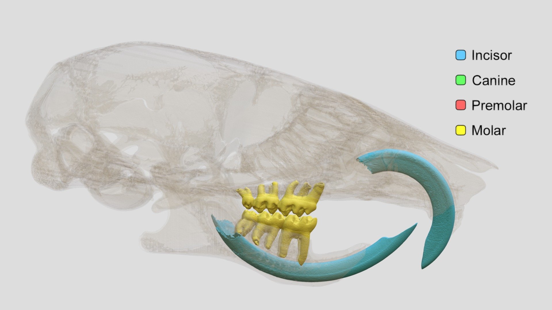 Onychomys leucogaster (MSB:Mamm:24302) - Clear - 3D model by ...