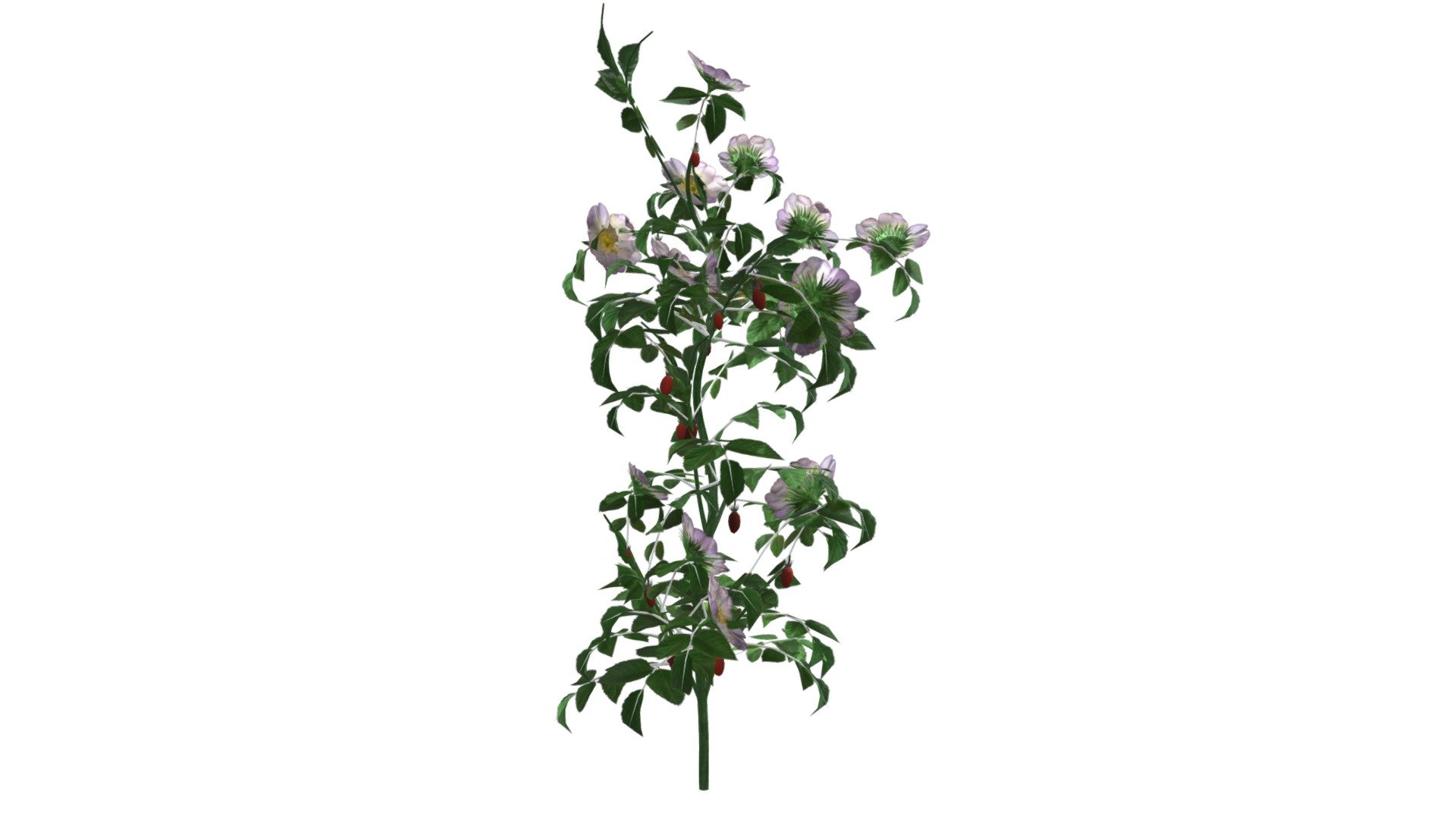 Dog Rose Flower #02 - Buy Royalty Free 3D model by meshshape [70c2bfc ...