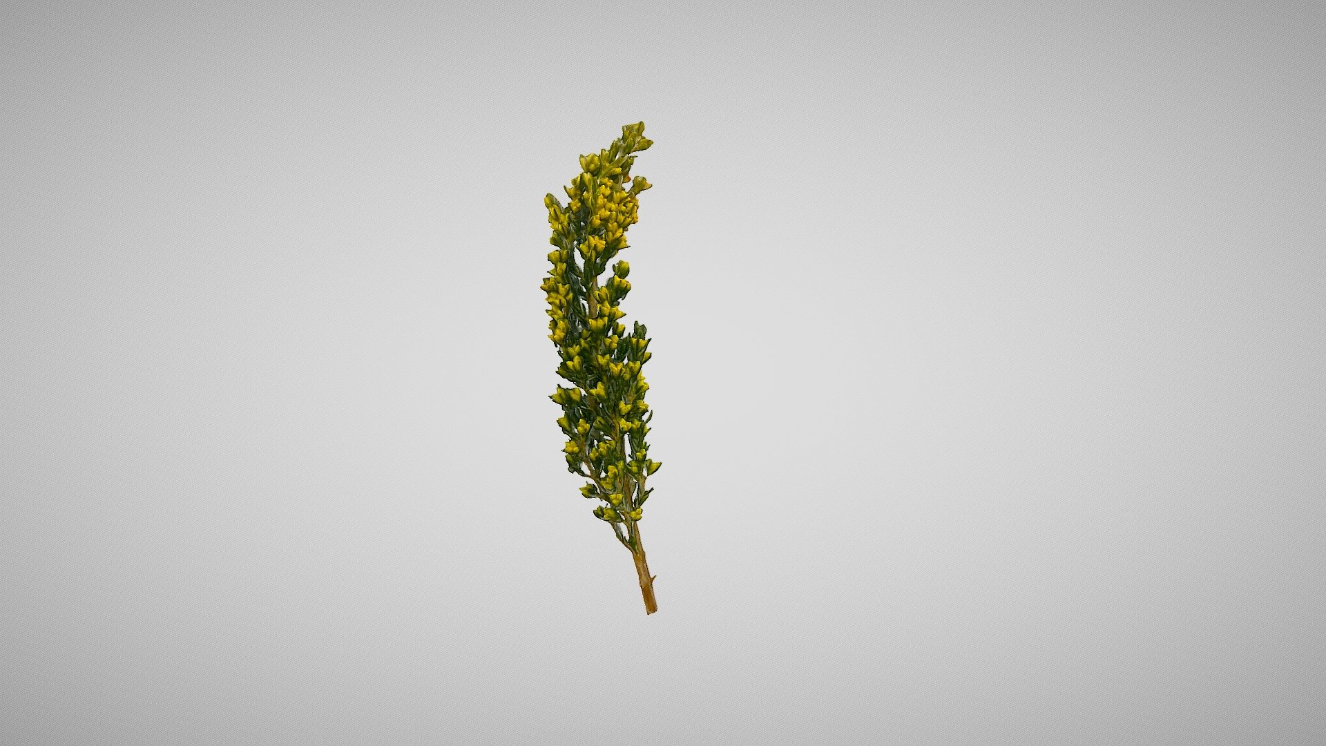 Calluna vulgaris - 3D model by miriam_lanuti [70c309c] - Sketchfab