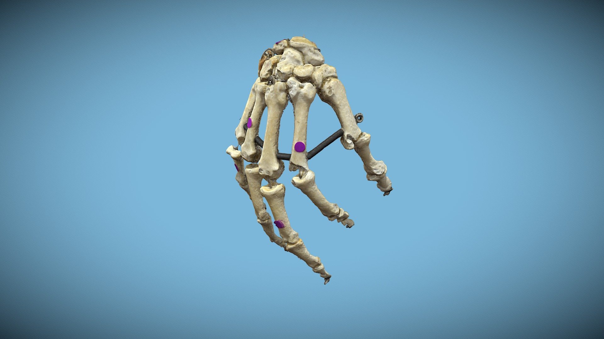 Hand (Unlabeled) - 3D model by San Diego State University (@sdsu ...