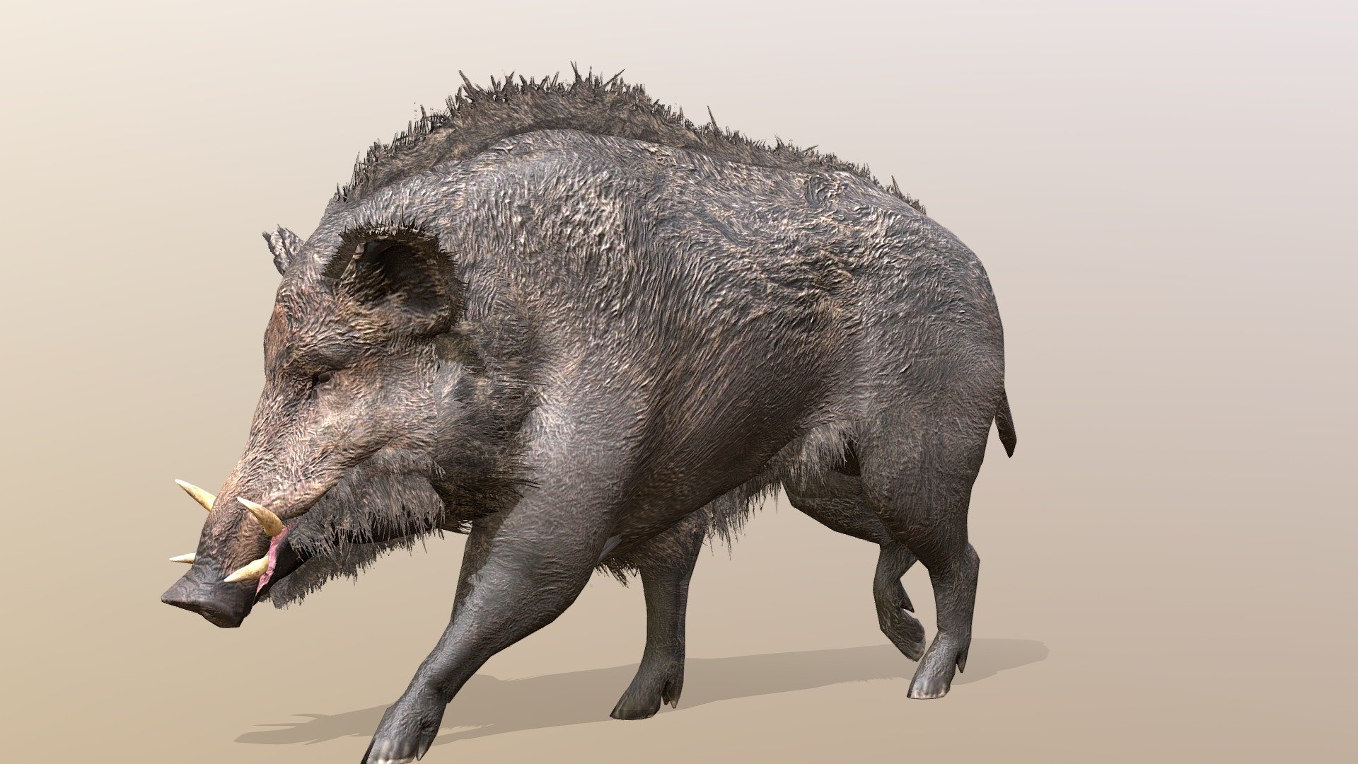 Boar Walkcycle Animated - Buy Royalty Free 3D model by aaokiji [70d74c3 ...
