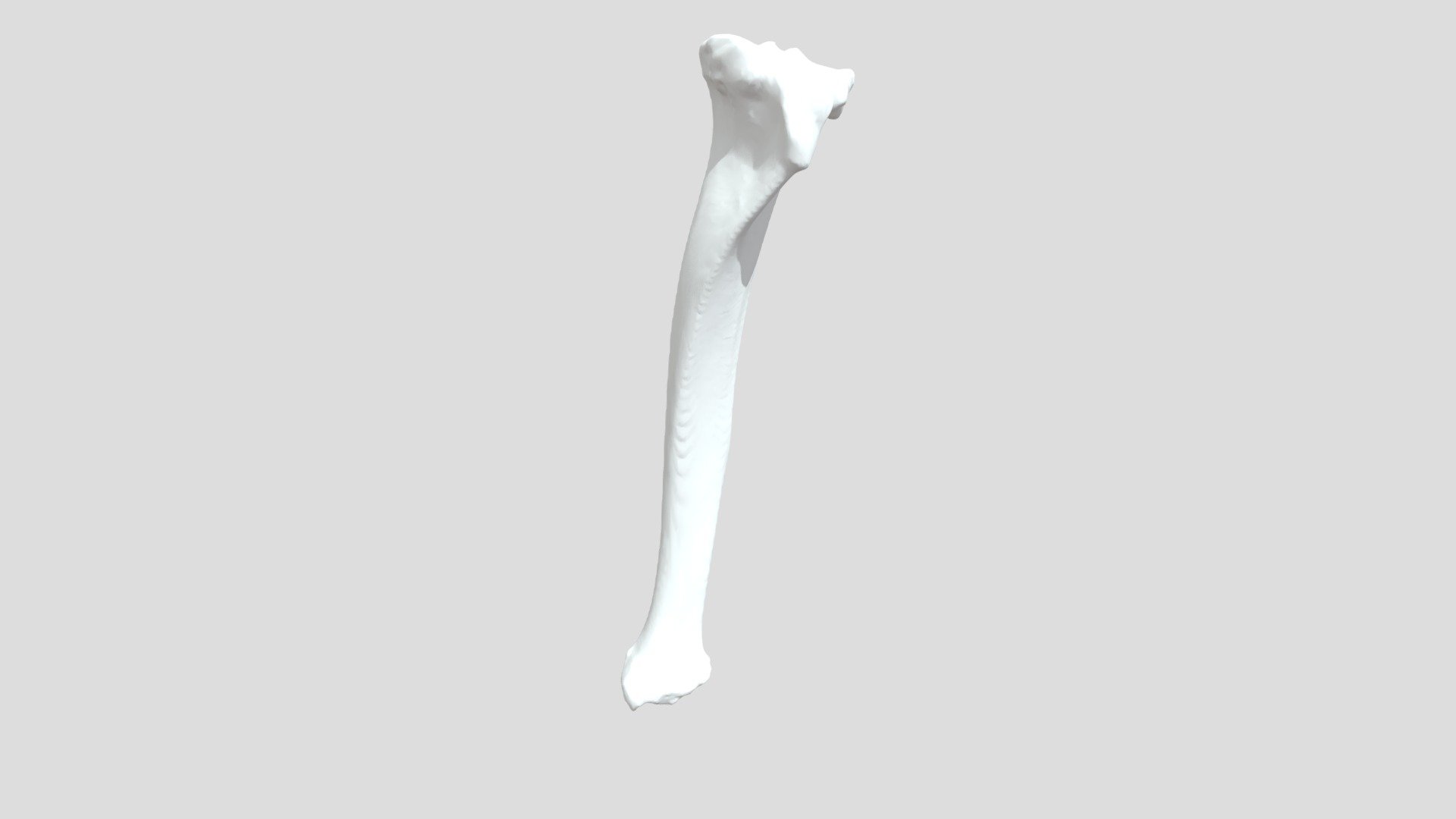 Alpaca - Left Tibia - 3D model by panekcha [70df433] - Sketchfab