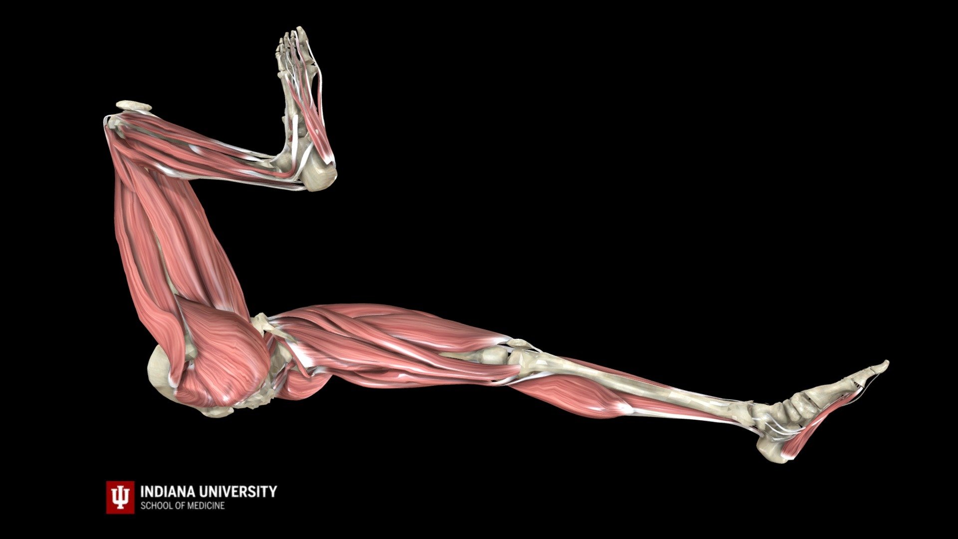 Knee - Meniscus: McMurray Test - Female - 3D model by IU Indianapolis ...