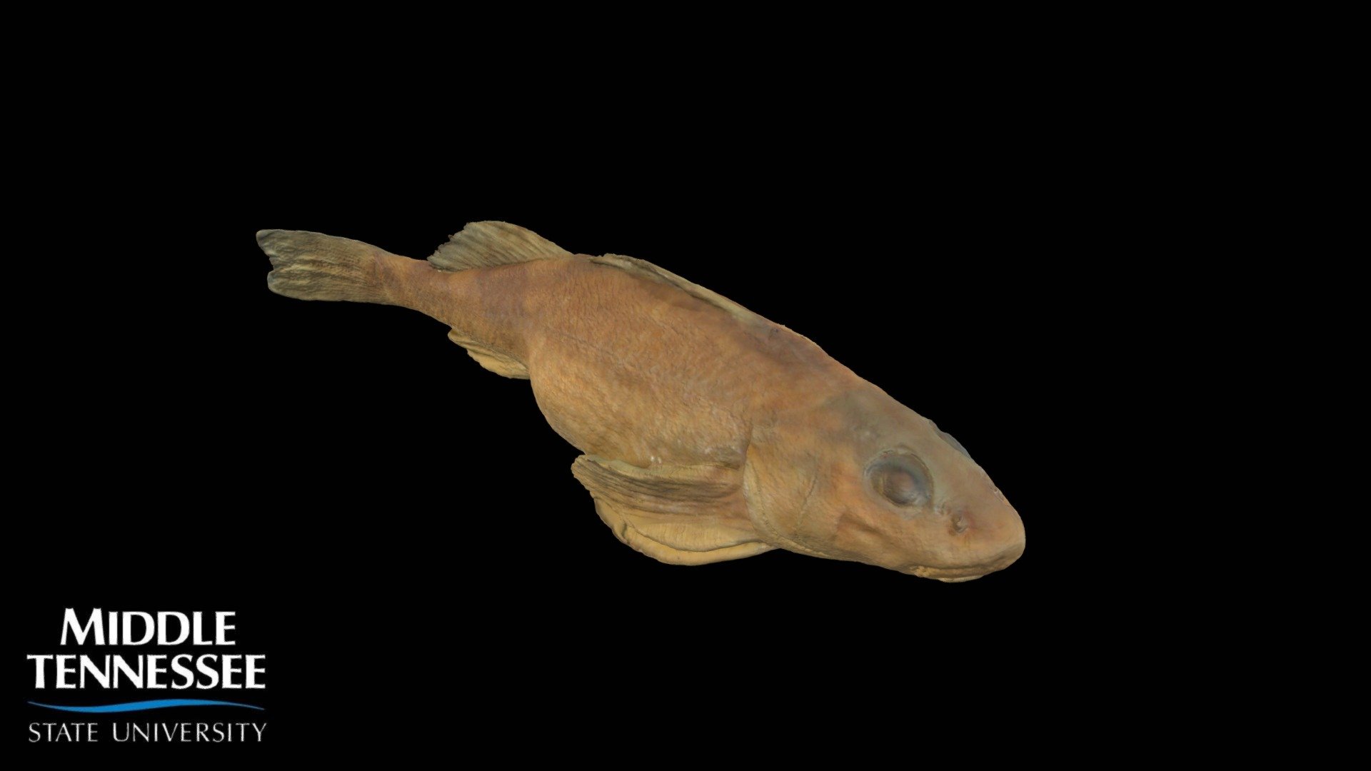 Asprete - Romanichthys valsanicola - Download Free 3D model by ...
