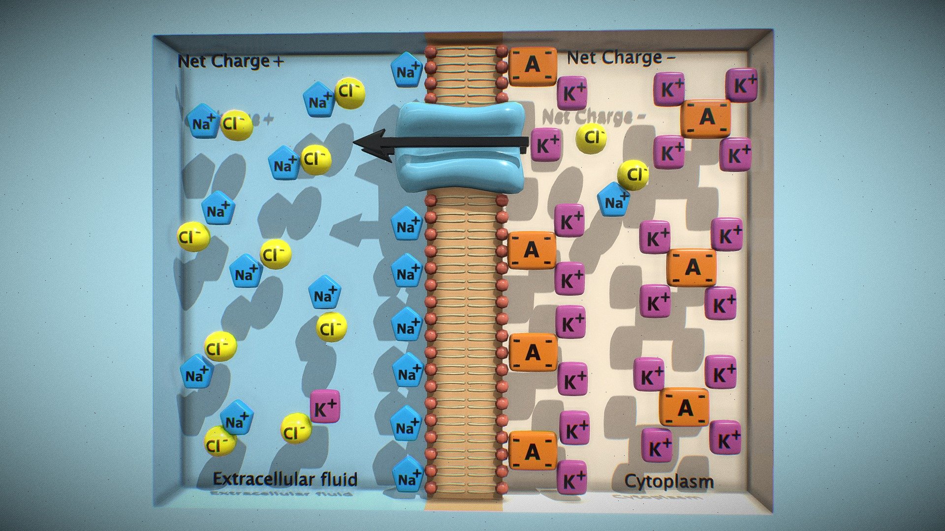 Electrochemical Gradient - Buy Royalty Free 3D model by arloopa ...