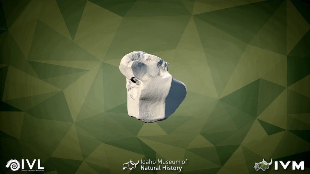 IMNH-75002-27-Left Scaphoid - Download Free 3D model by Idaho ...