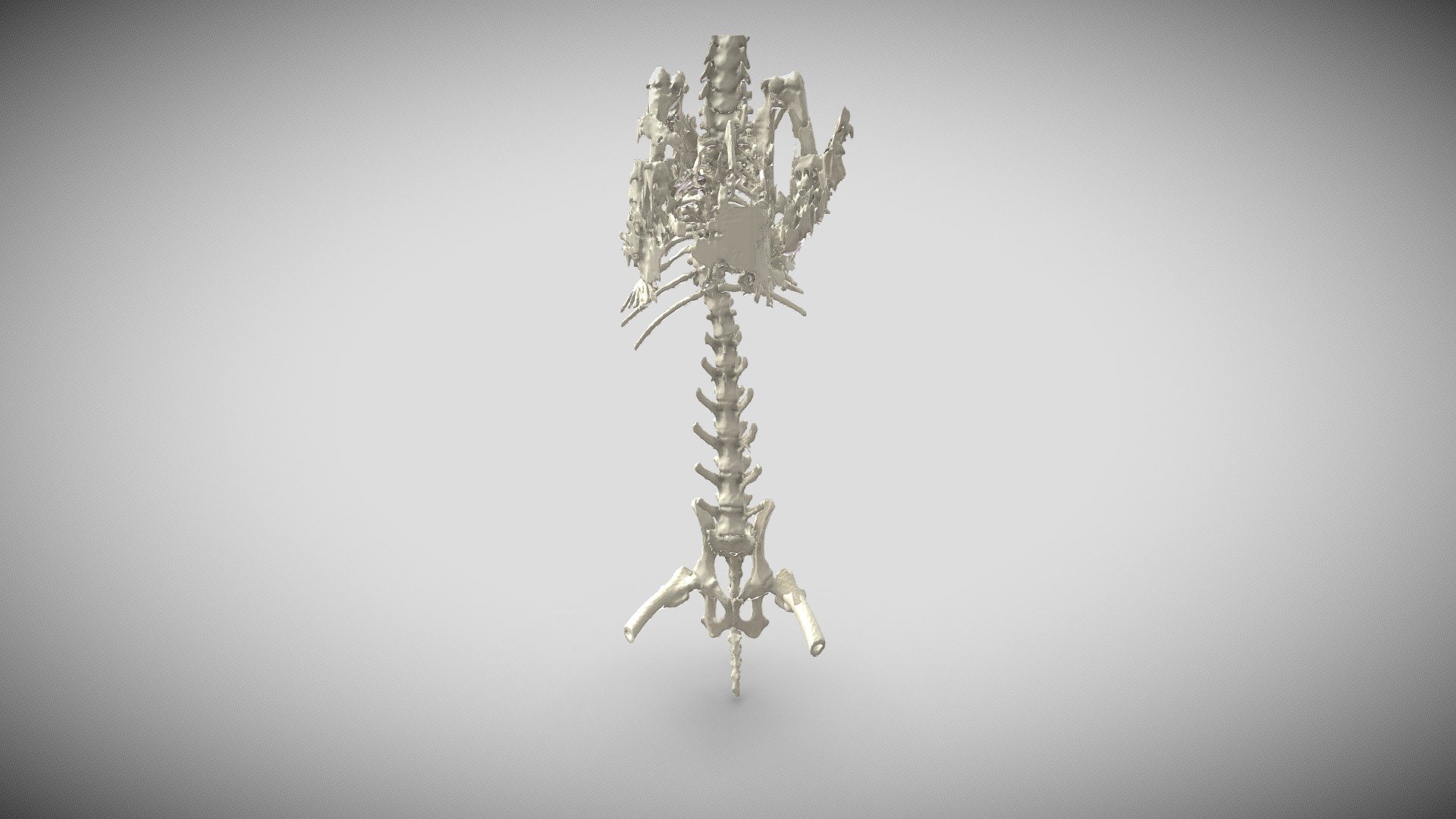 Thoracic Hemivertebra in Rabbit - 3D model by Dr. Samuel Damin (@sdamin ...
